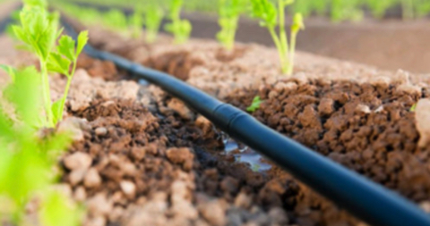 Water Right Irrigation Information To Drip or Not to Drip